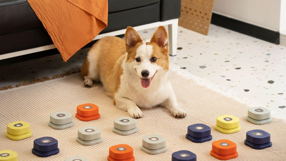 Mewoofun Australia: Beds, Toys & Perches for Pawsome Aussie Pets!